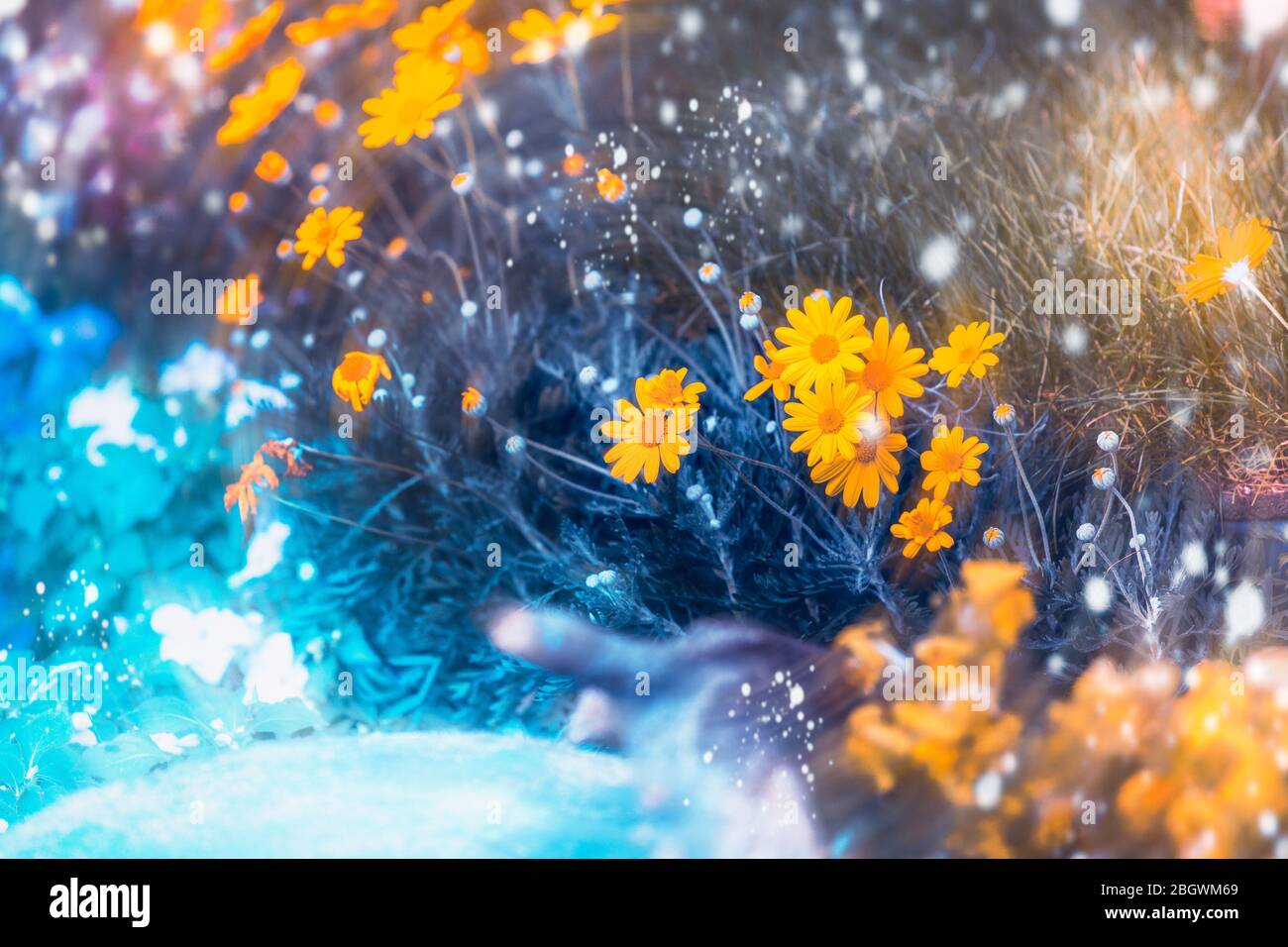 dramatic flower background; Nature Background Stock Photo - Alamy