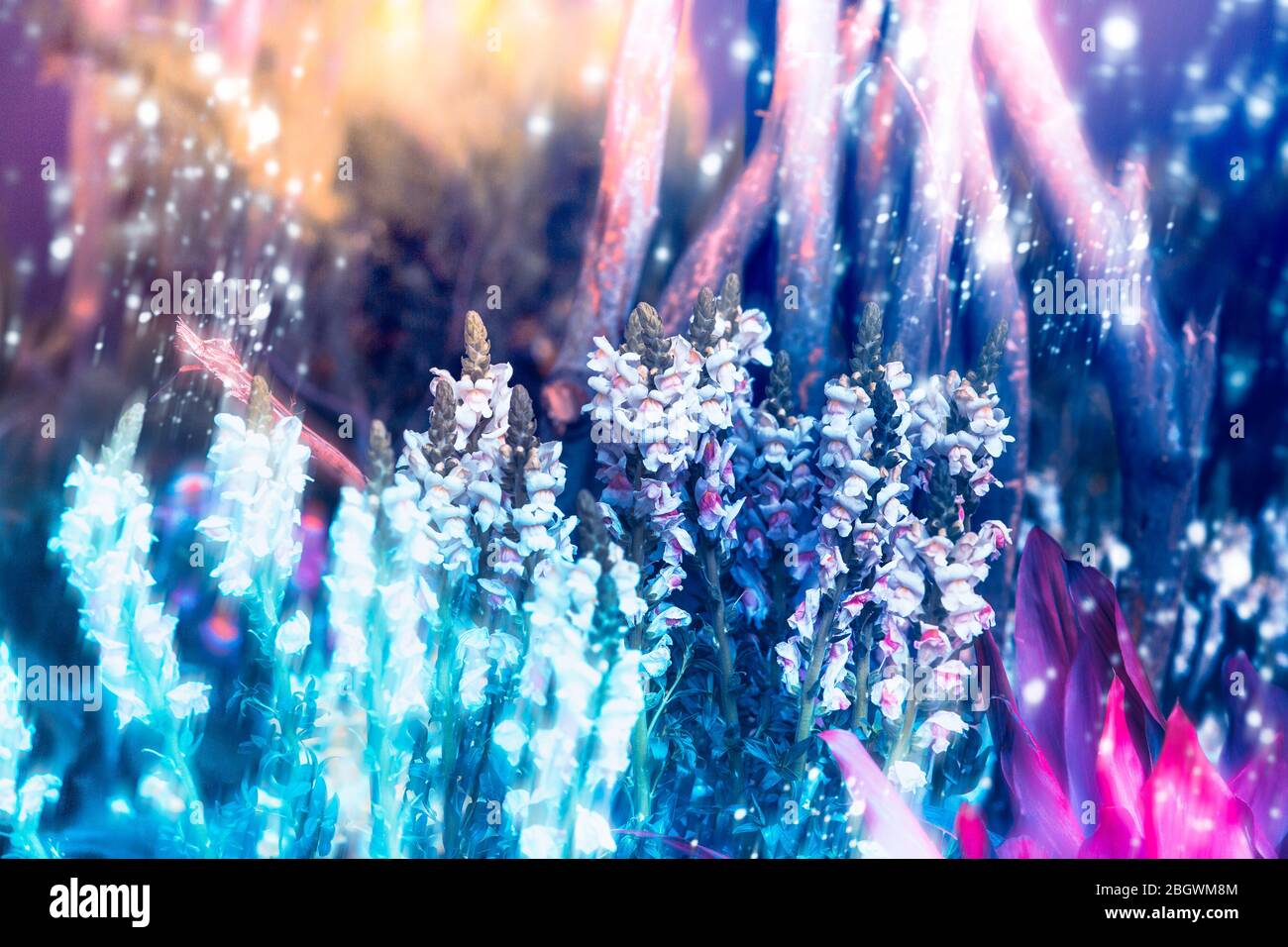 dramatic flower background; Nature Background Stock Photo - Alamy