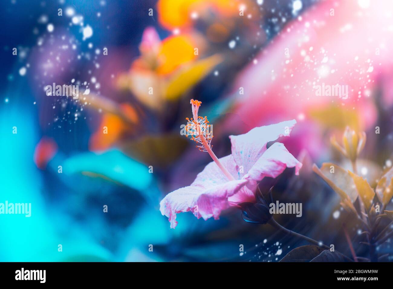dramatic flower background; Nature Background Stock Photo - Alamy