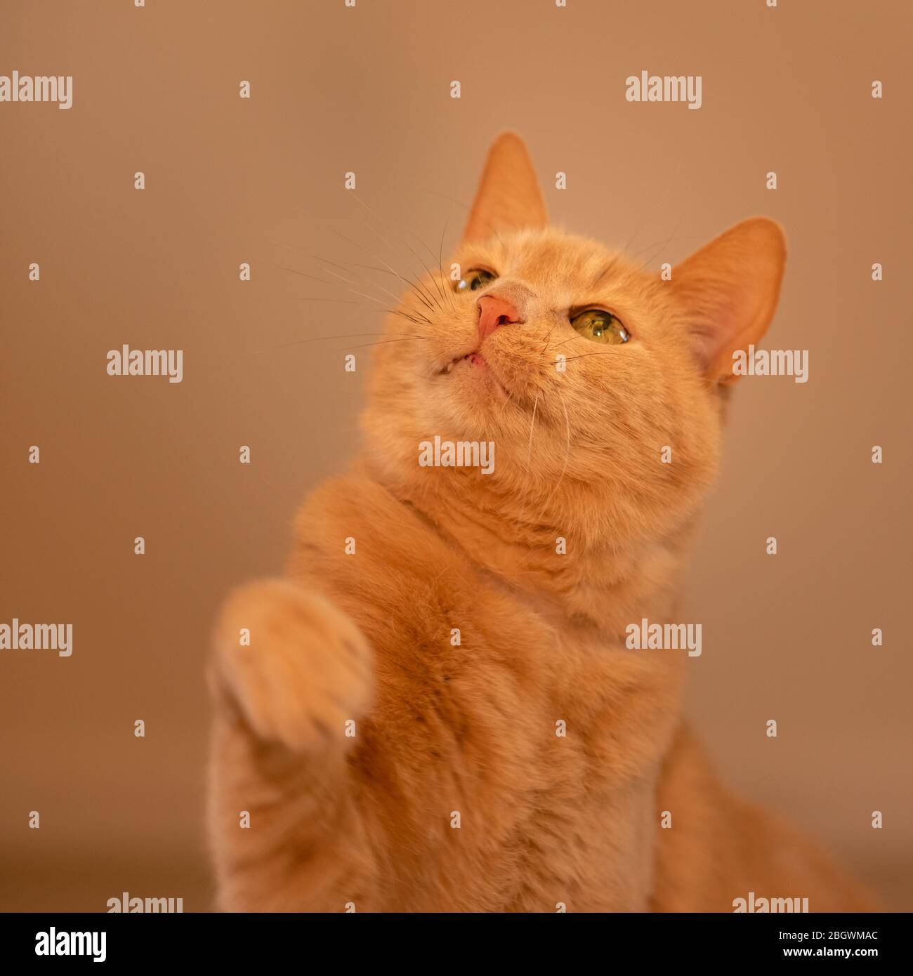 Cat paw in air hi-res stock photography and images - Alamy