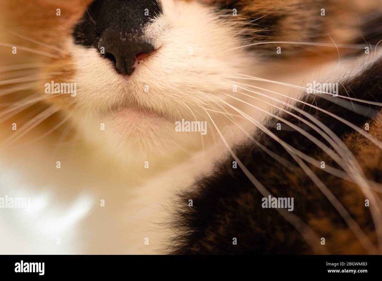 Long hair Calico cat indoors xxxi close portait nose and whiskers ...