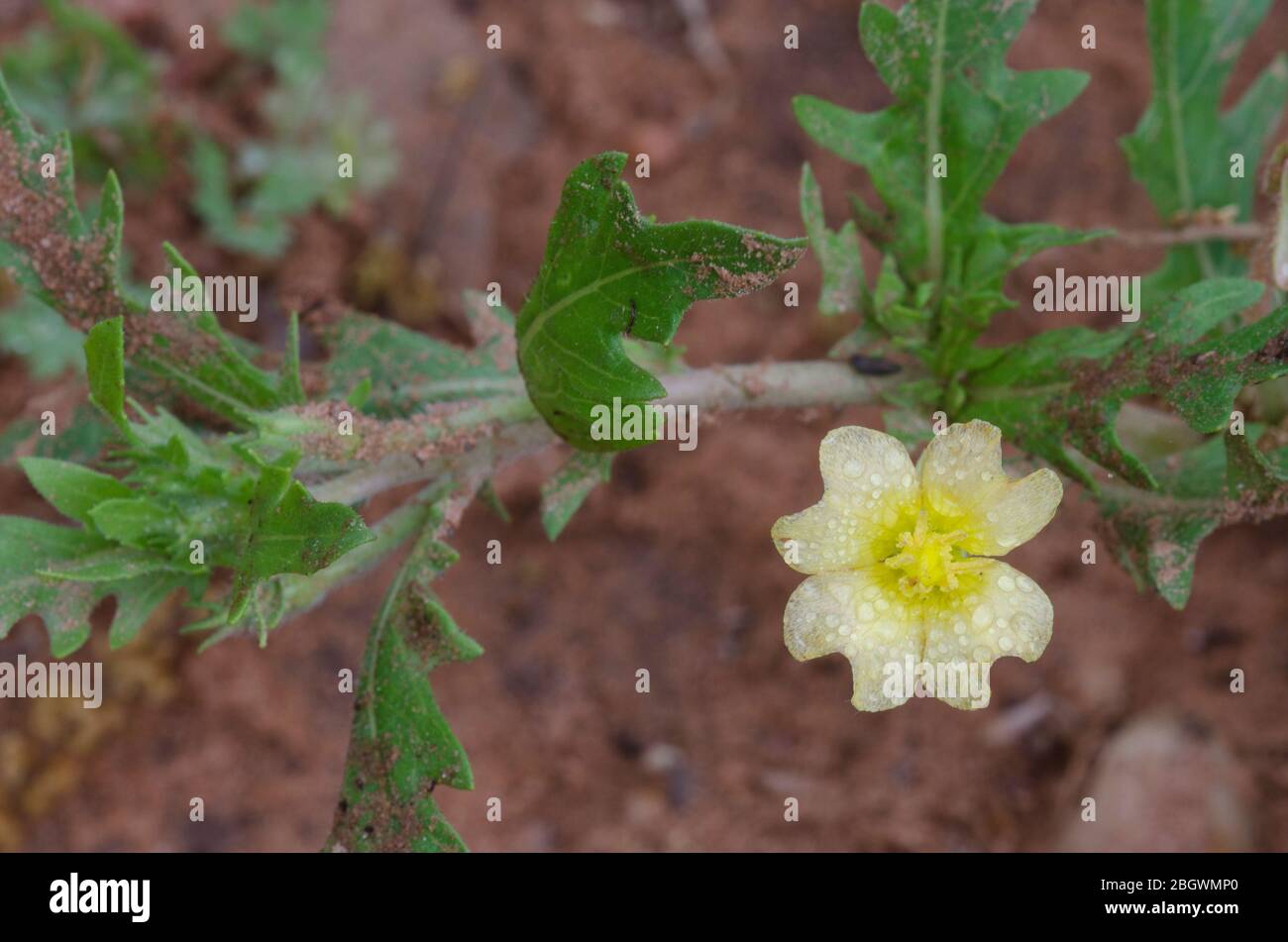 Cutleaf Evening Primrose, Oenothera laciniata, with raindrops Stock ...