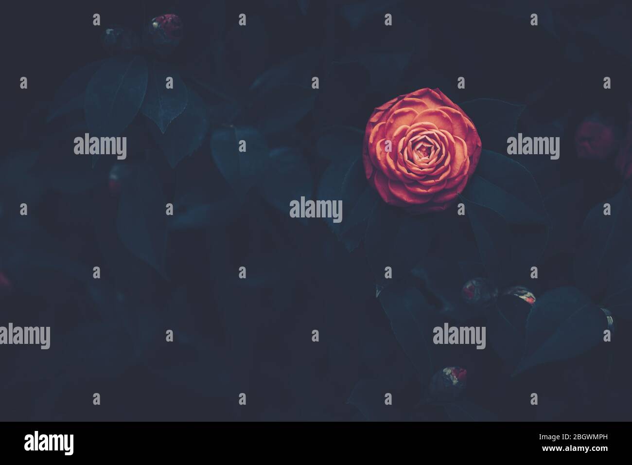Closed Up Rose flower with vintage style Stock Photo - Alamy