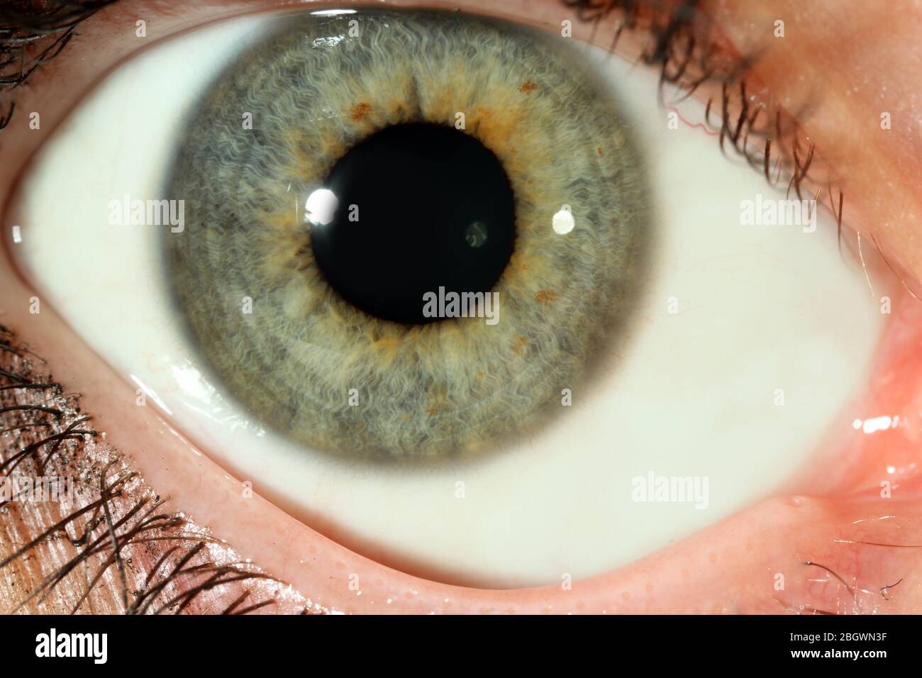 Human eye close-up Stock Photo - Alamy