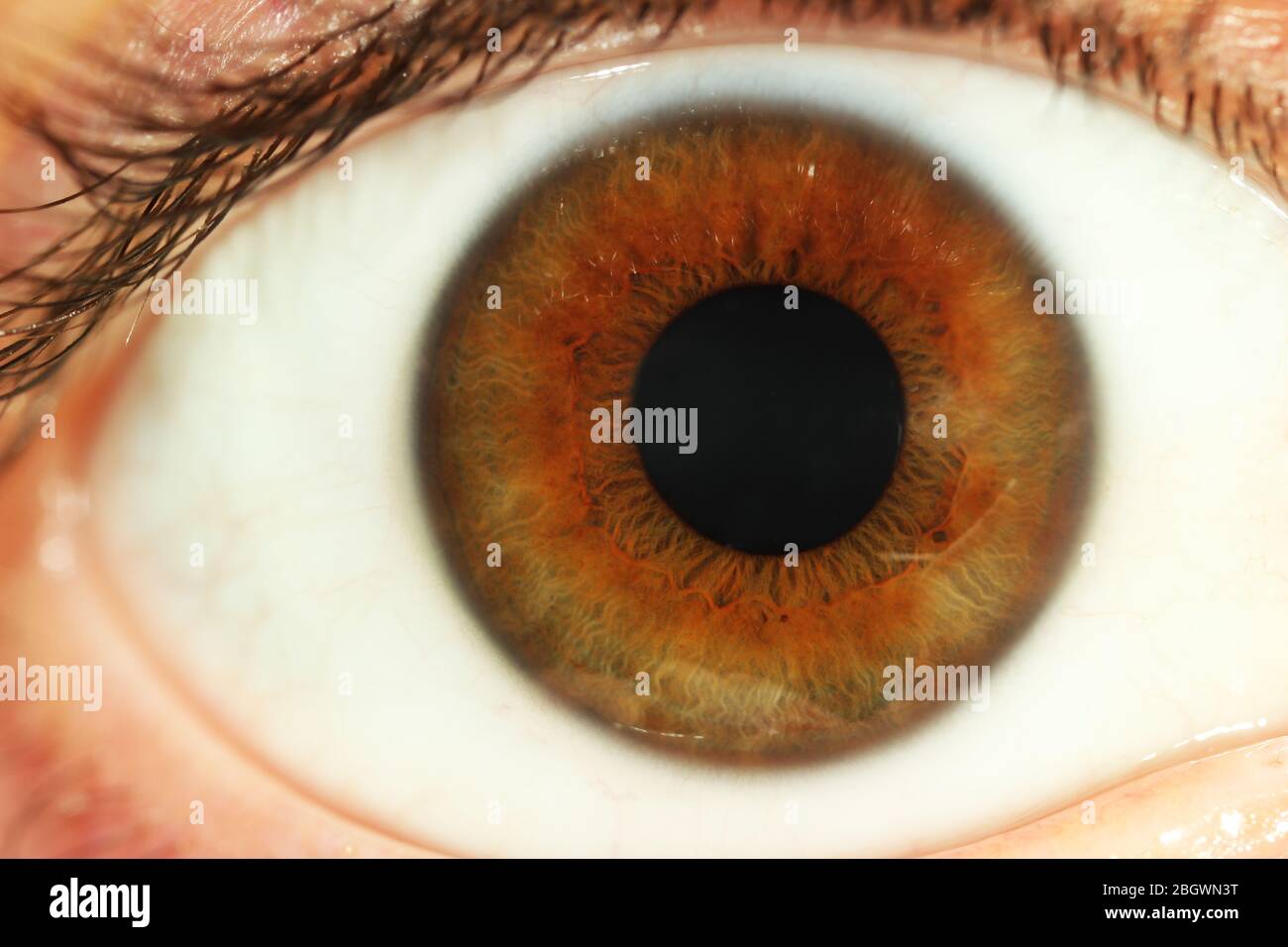Human eye close-up Stock Photo - Alamy