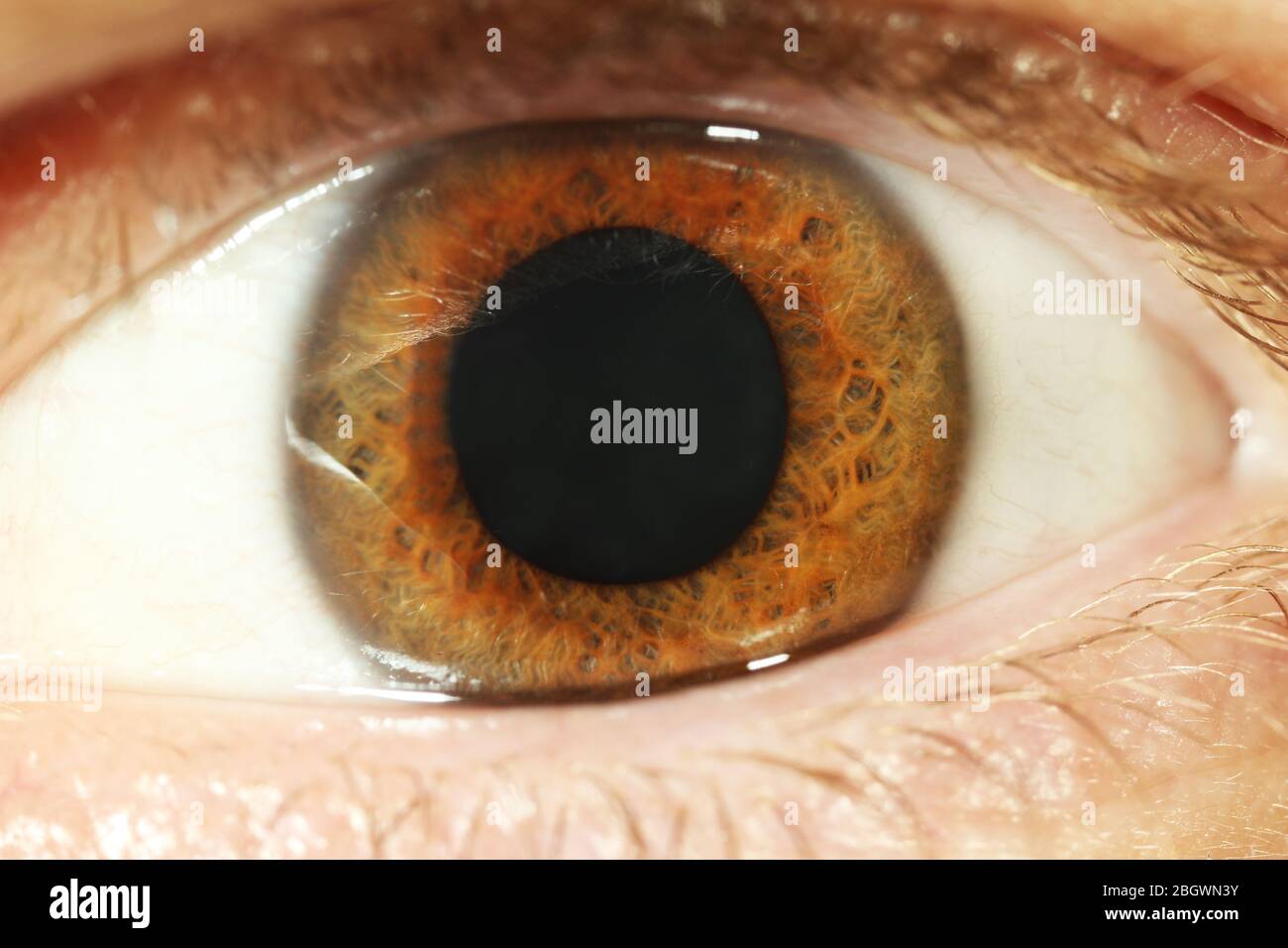 Human eye close-up Stock Photo - Alamy