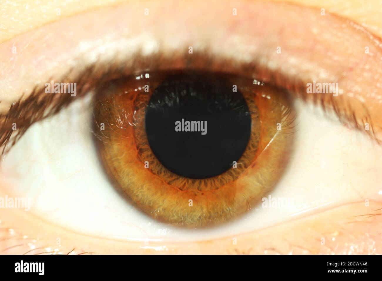 Human eye close-up Stock Photo - Alamy