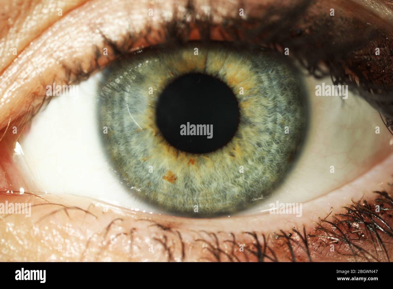 Human eye close-up Stock Photo - Alamy