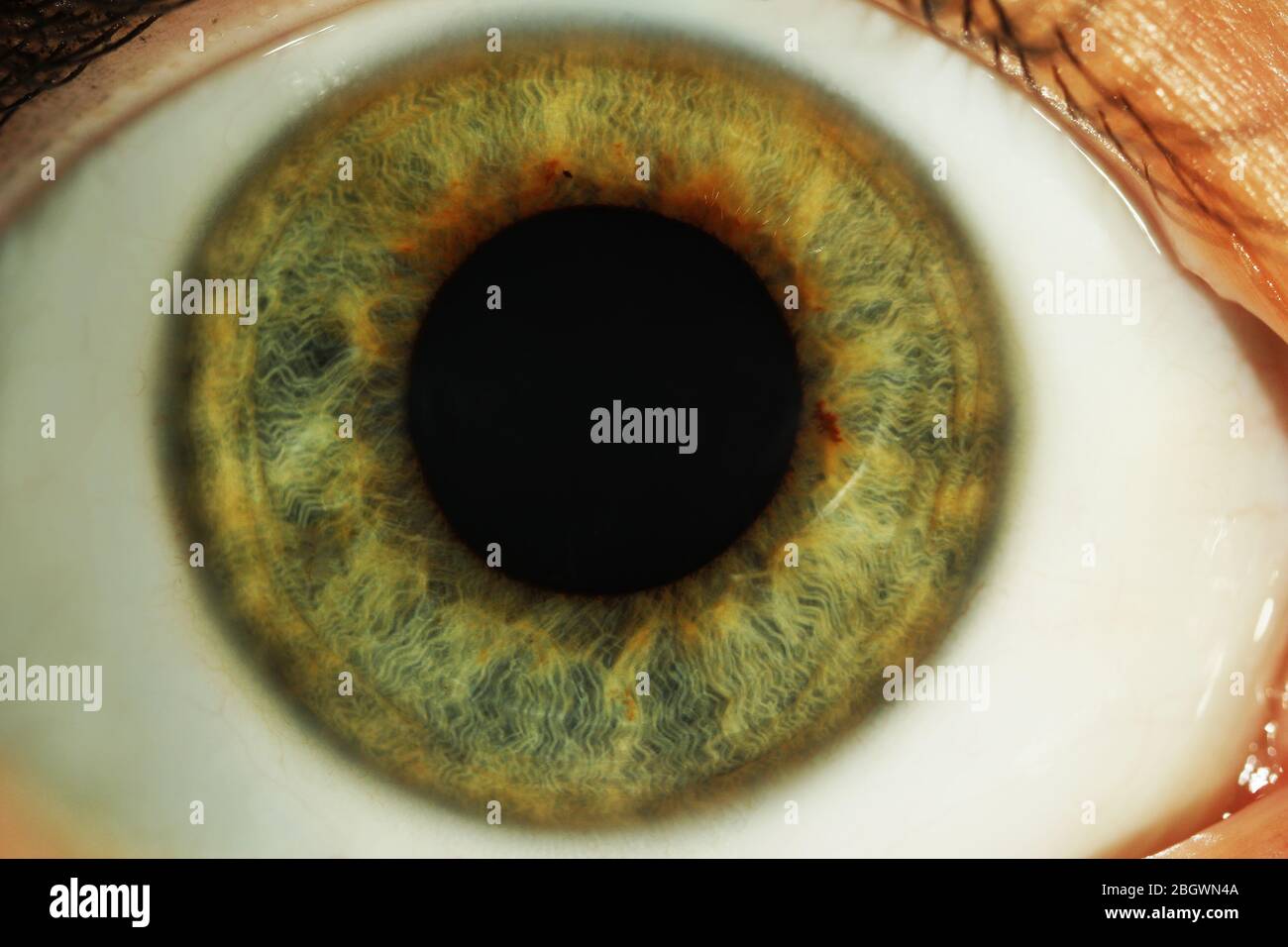Human eye close-up Stock Photo - Alamy