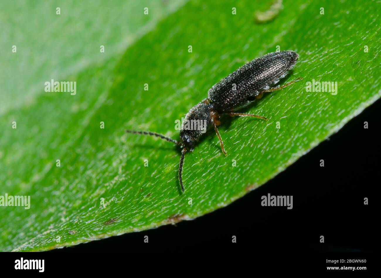 Limonius basilaris hi-res stock photography and images - Alamy