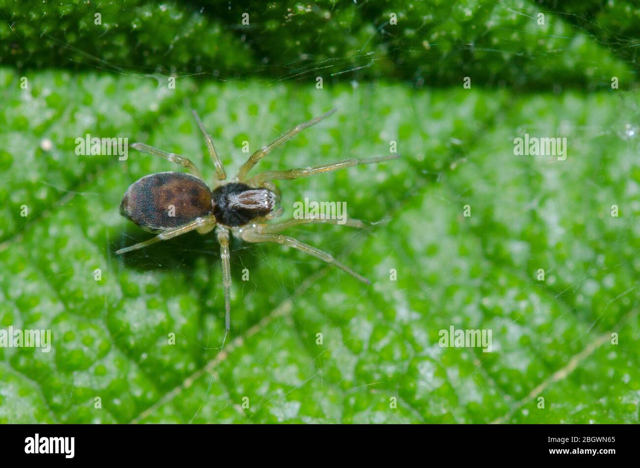 Mesh Web Spider, Family Dictynidae Stock Photo - Alamy