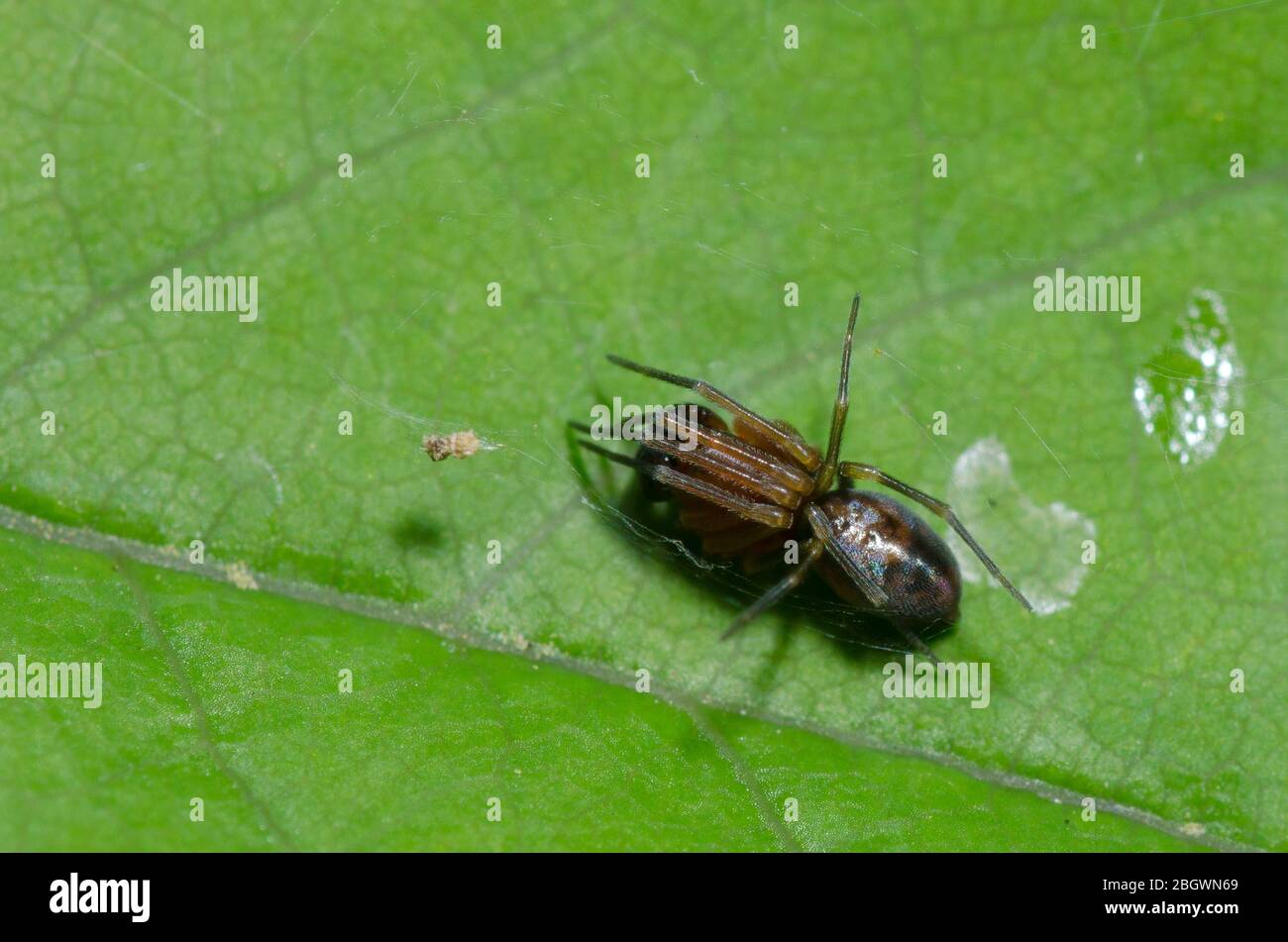 Spider mesh hi-res stock photography and images - Alamy