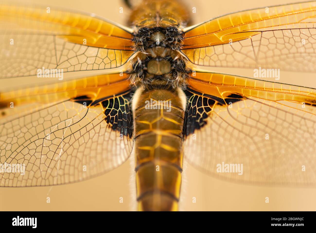 Four wing insects hi-res stock photography and images - Alamy