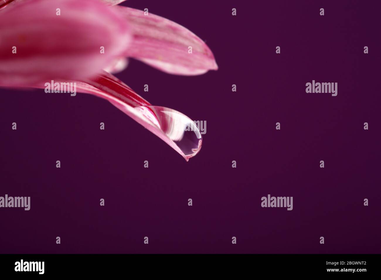 Water drop on purple flower on dark background Stock Photo - Alamy