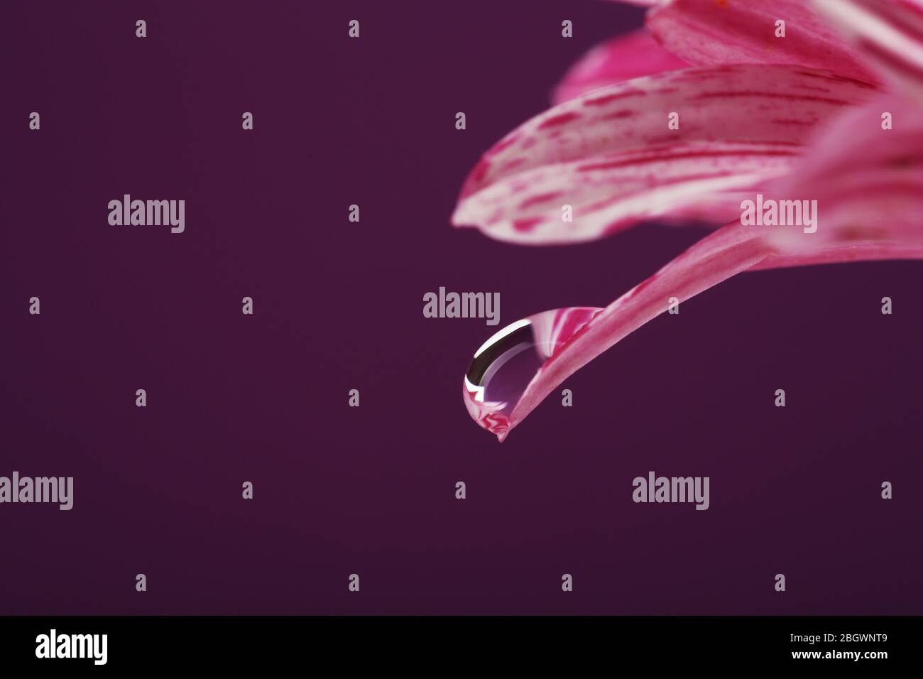 Water drop on purple flower on dark background Stock Photo - Alamy