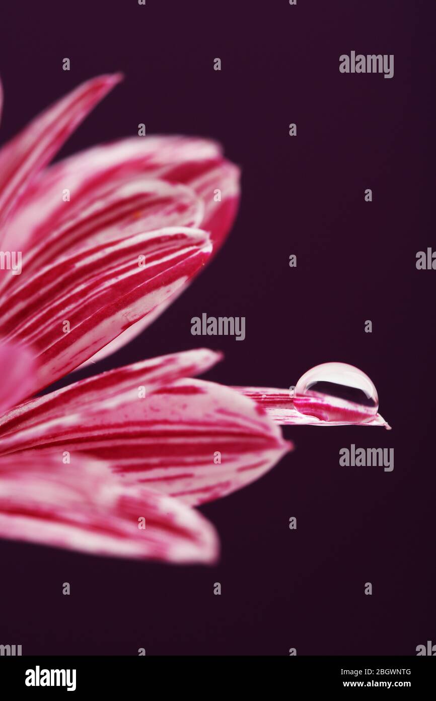 Water drop on purple flower on dark background Stock Photo - Alamy