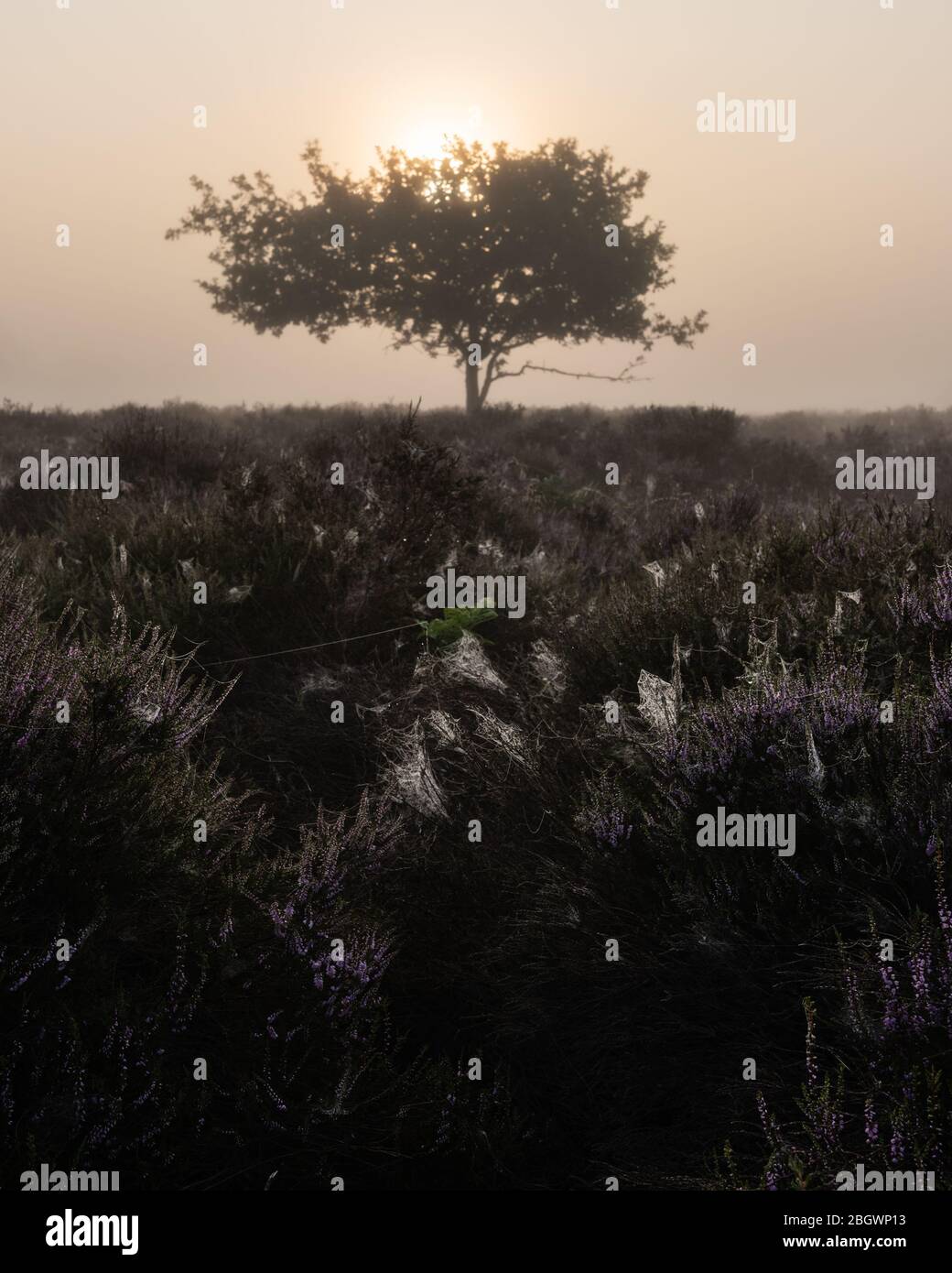 Roydon hi-res stock photography and images - Alamy