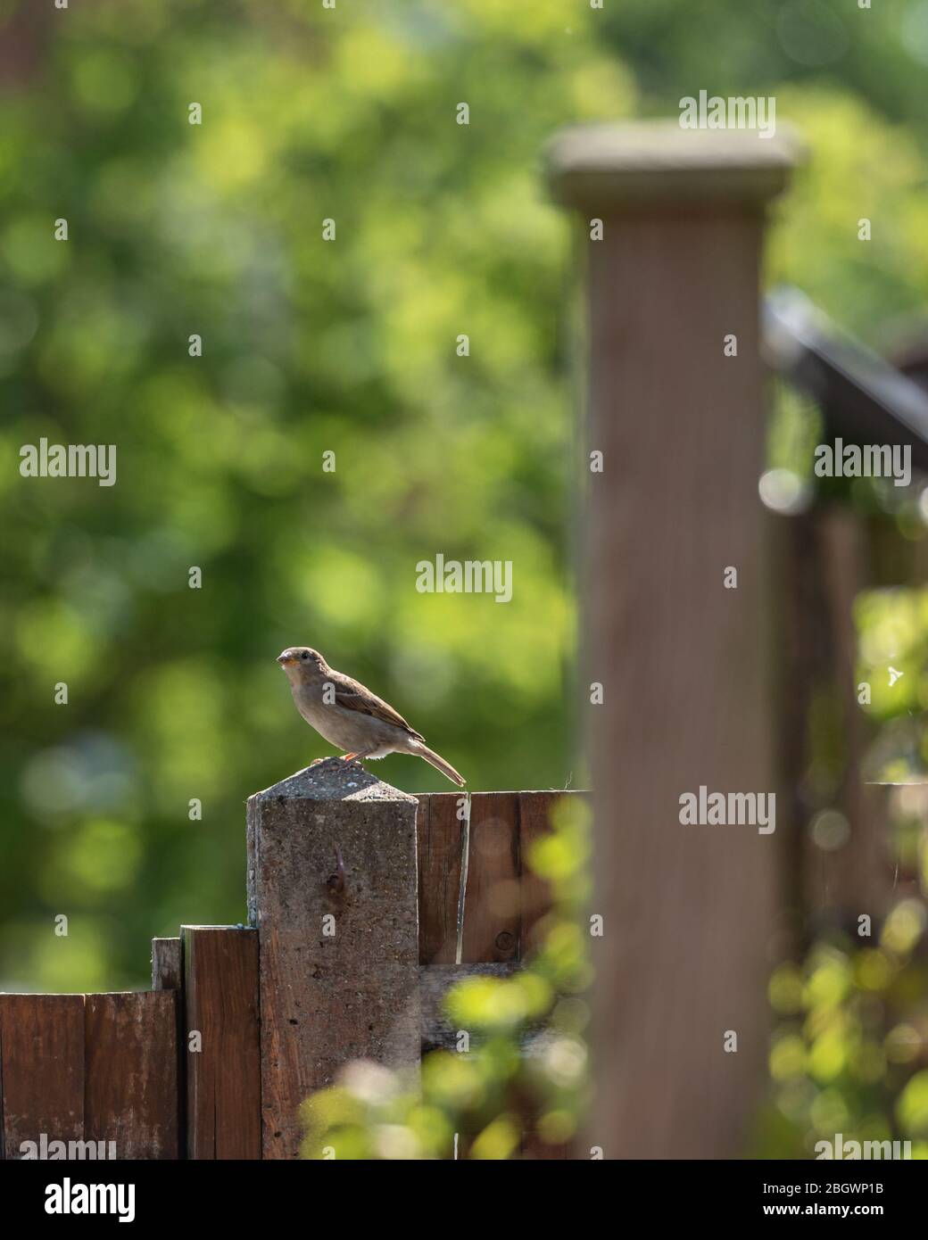 Sparrow on garden fence hi-res stock photography and images - Alamy