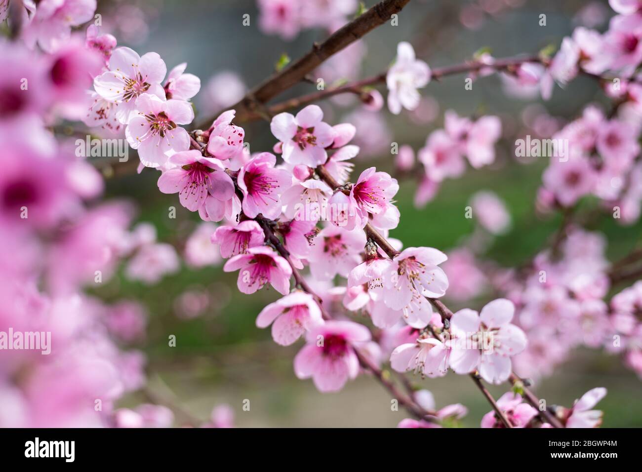 Flowering cherry against a blue sky. Cherry blossoms. Spring background ...