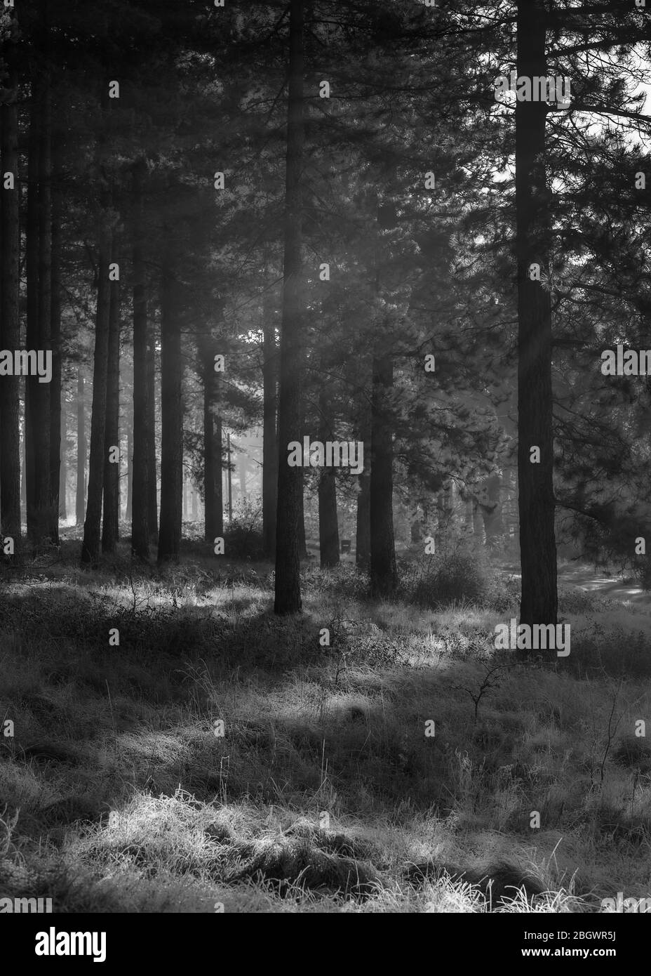 Morning sun rays through pine forest mono. Thetford Forest, November ...