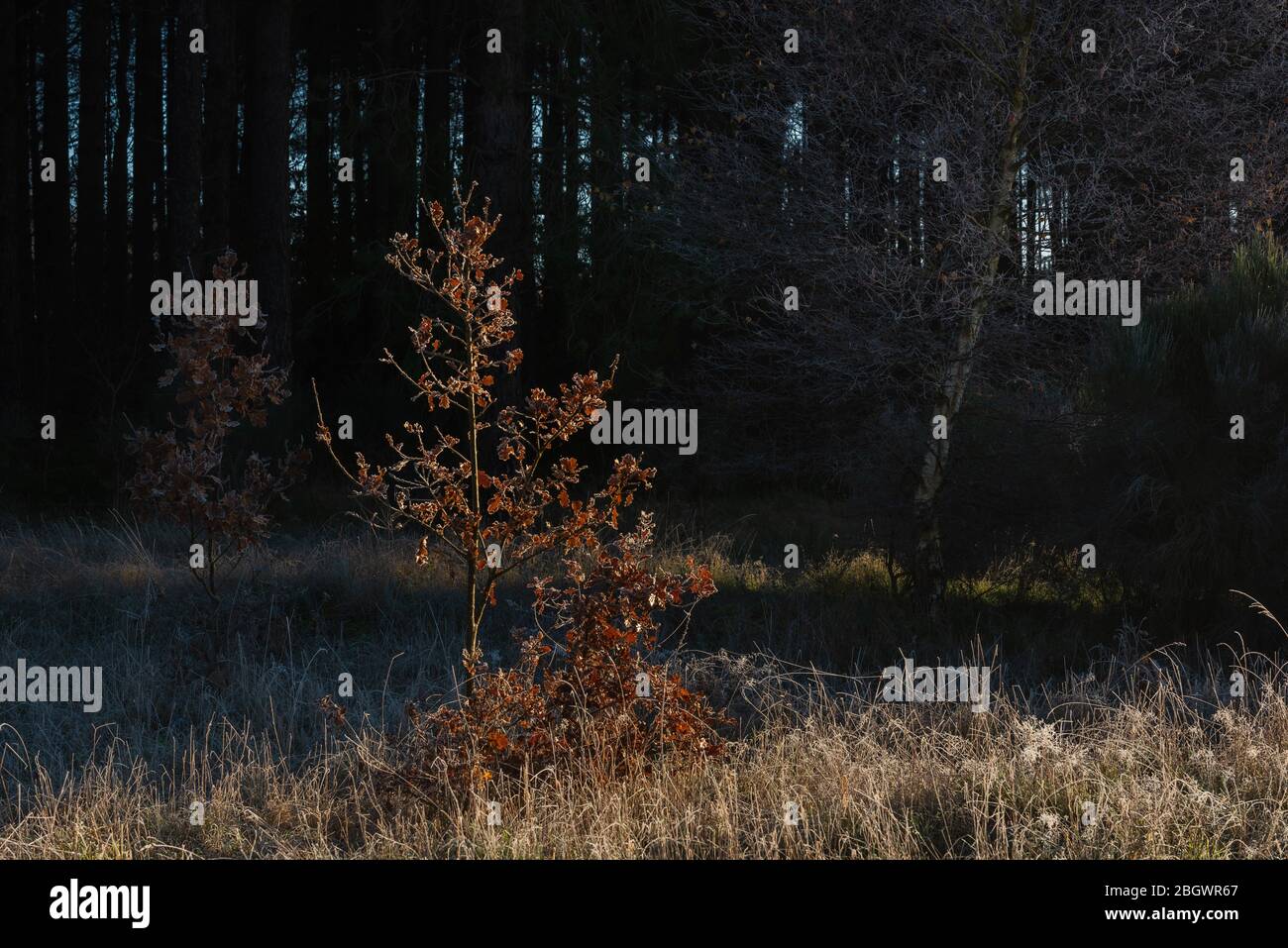 Small beech tree with autumn leaves dark forest bg. Thetford Forest ...