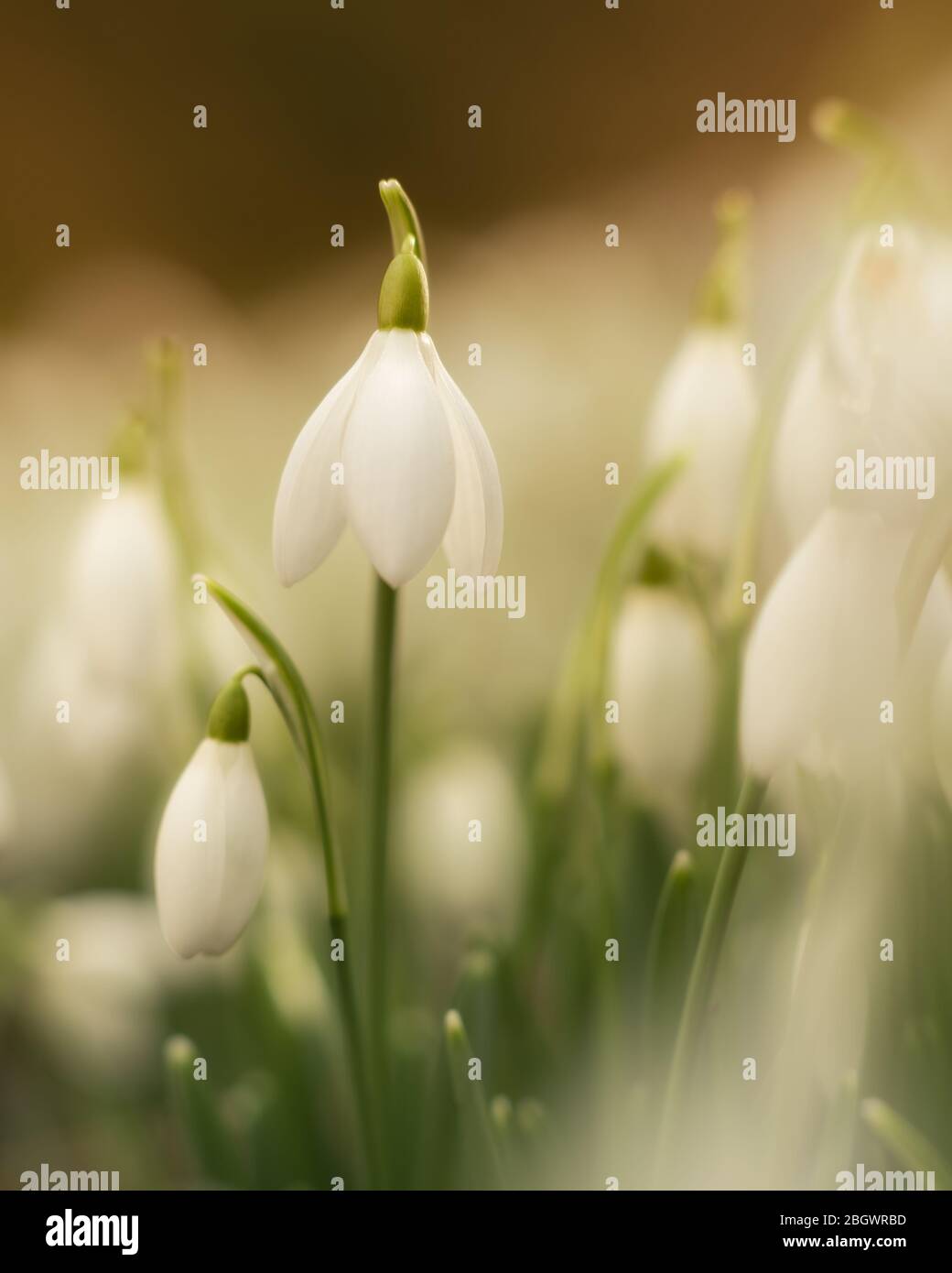 Snowdrops in golden light hi-res stock photography and images - Alamy