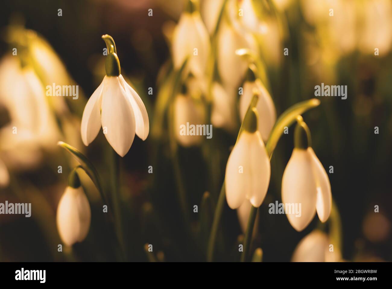 Snowdrops in golden light hi-res stock photography and images - Alamy
