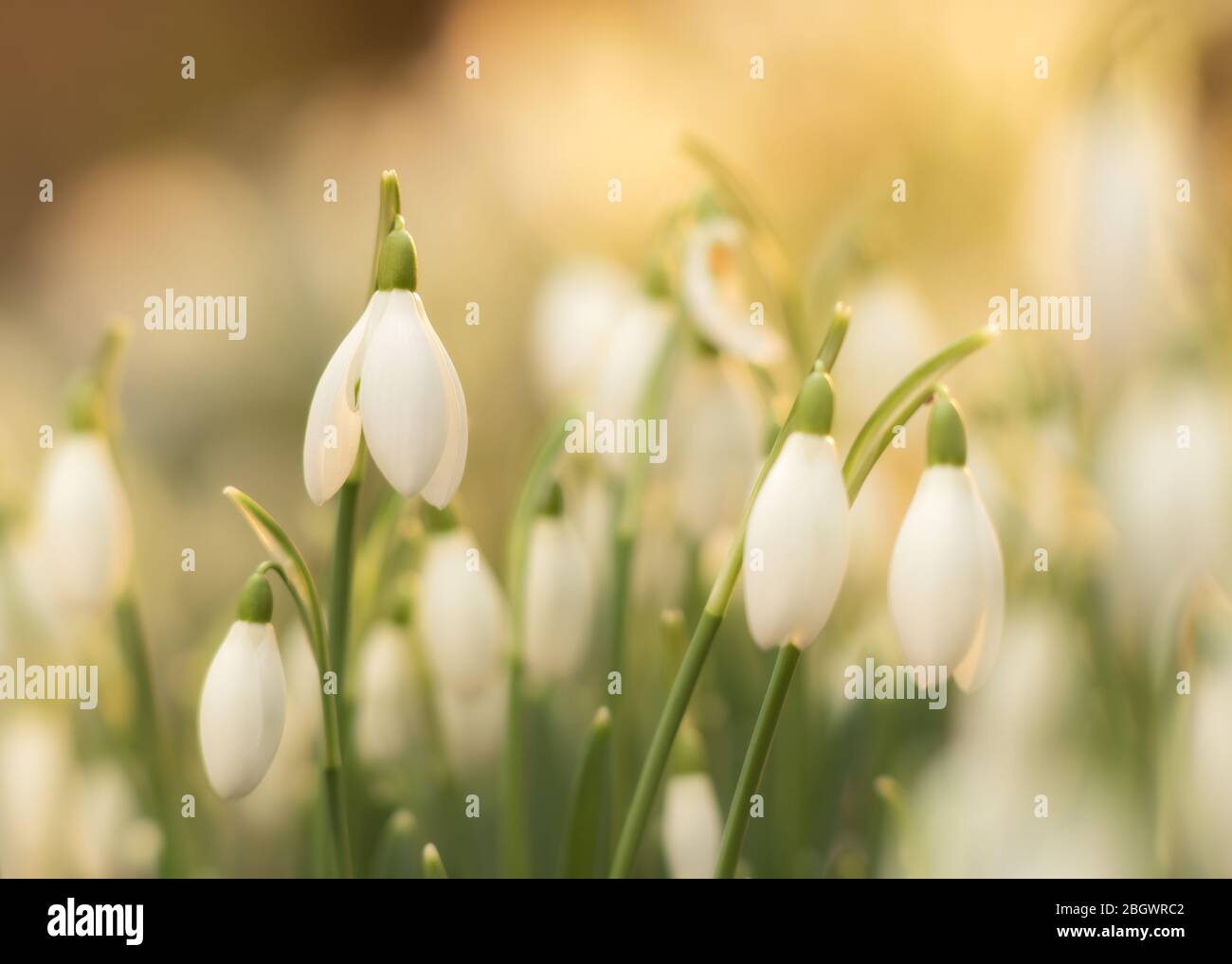 Snowdrops in golden light hi-res stock photography and images - Alamy