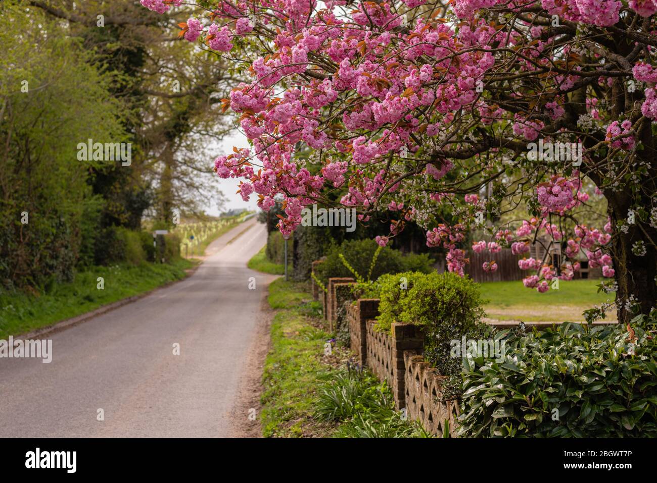 Garden cherry blossom by a country lane. April, 2020 Stock Photo - Alamy