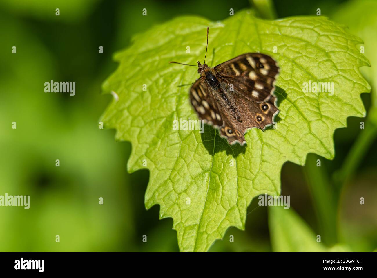 Speckled Wood butterfly on Garlick Mustard ii, upperwings. April, 2020 ...