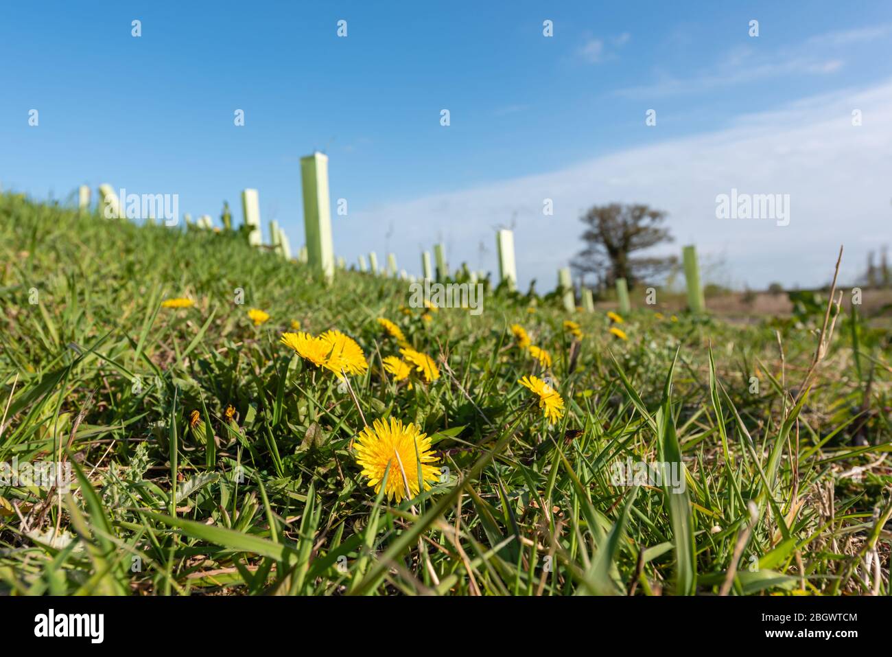 Dandelions and sapling plantation on verge. April, 2020 Stock Photo - Alamy