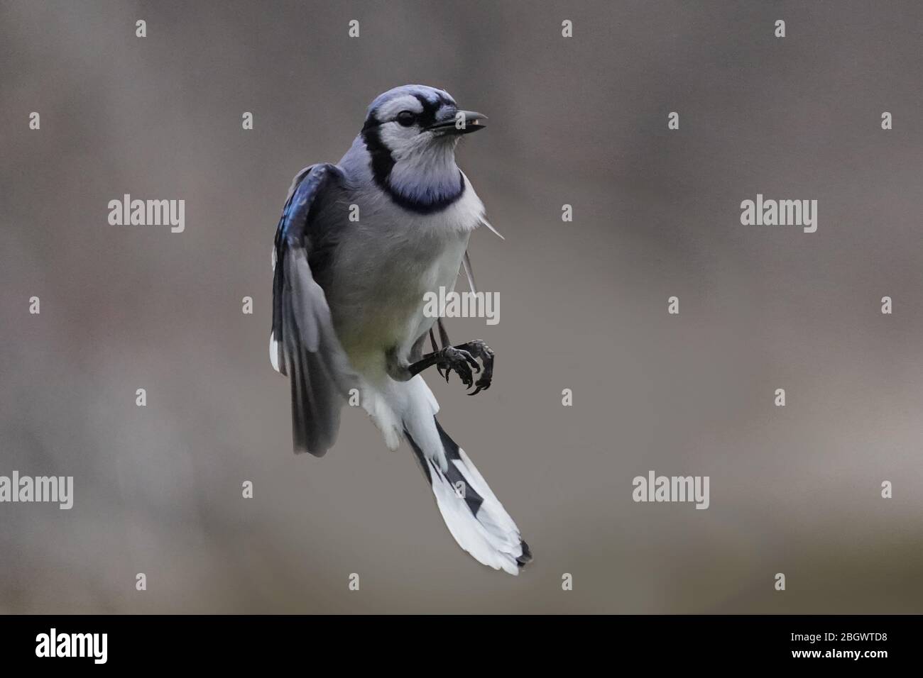 Blue Jay closeup in flight with beautiful colours Stock Photo - Alamy