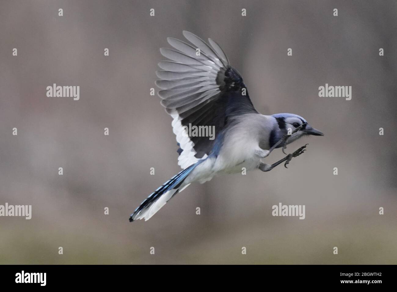 Blue Jay closeup in flight with beautiful colours Stock Photo - Alamy