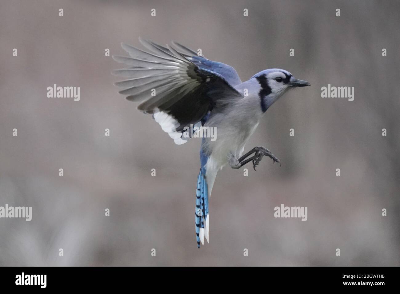 Blue Jay closeup in flight with beautiful colours Stock Photo - Alamy