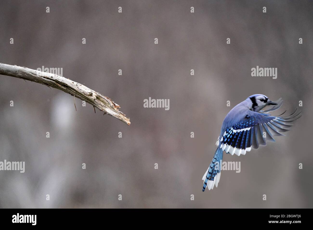 Blue Jay closeup in flight with beautiful colours Stock Photo - Alamy