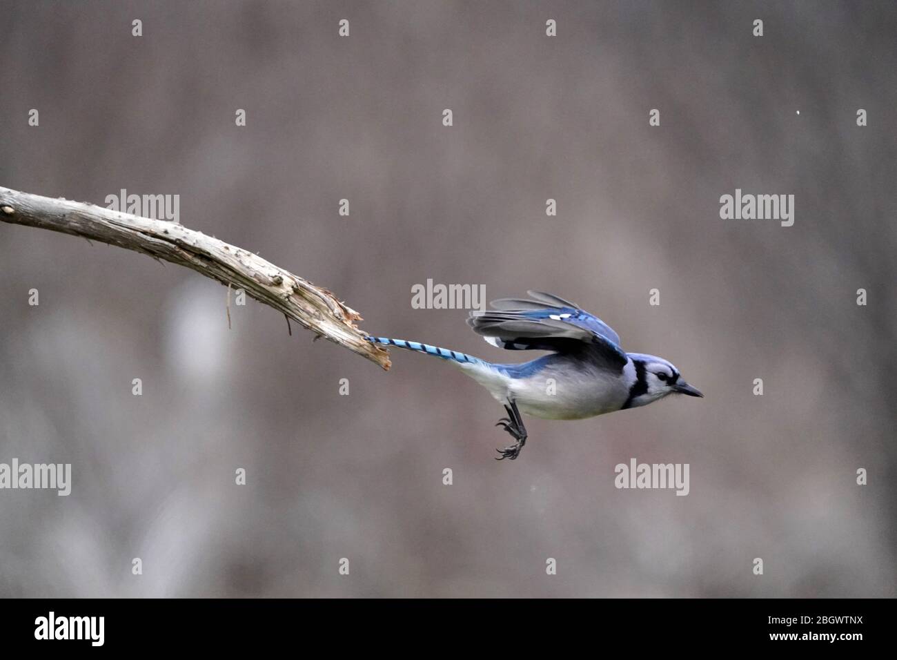 Blue Jay closeup in flight with beautiful colours Stock Photo - Alamy
