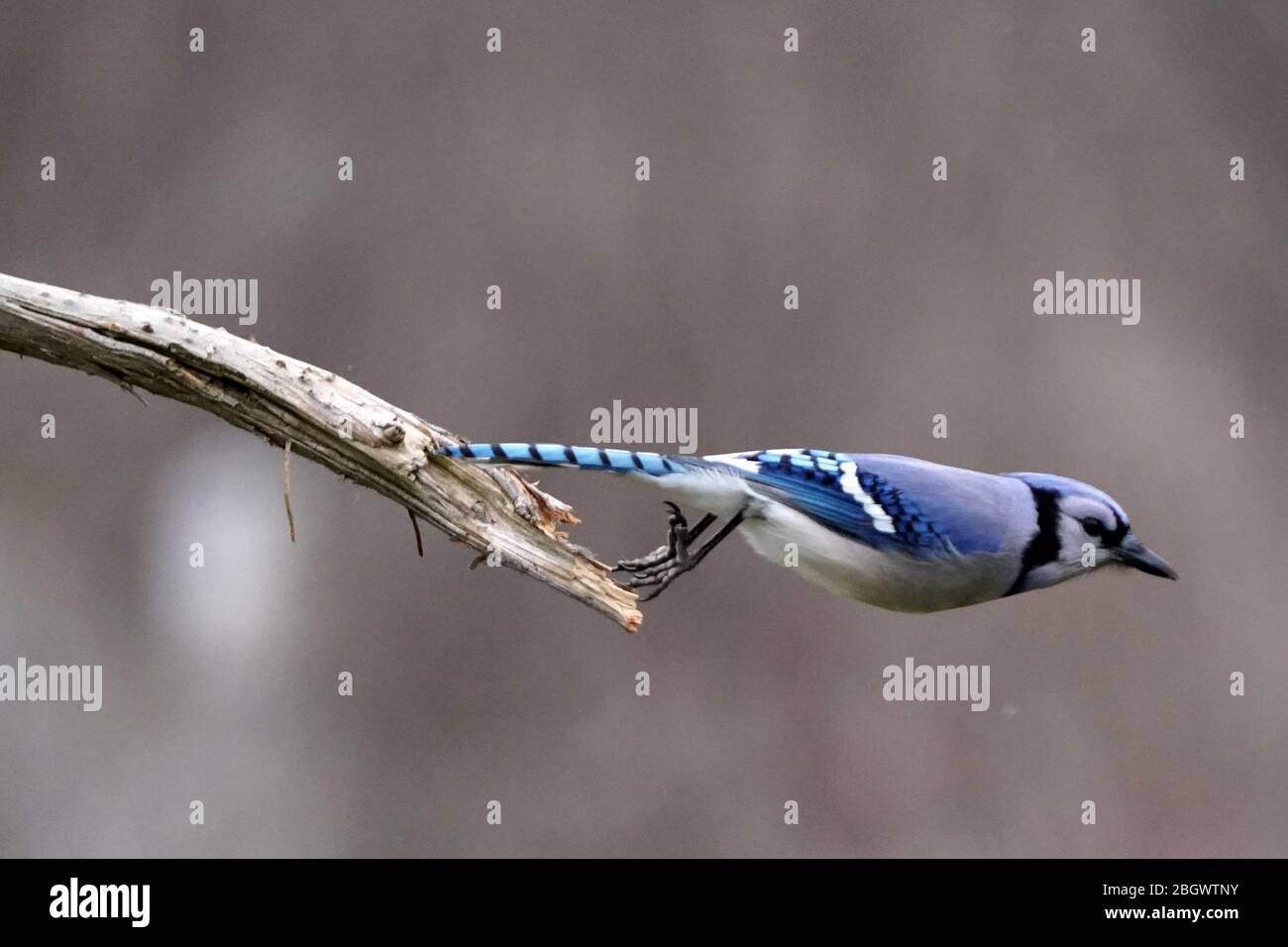 Blue Jay closeup in flight with beautiful colours Stock Photo - Alamy