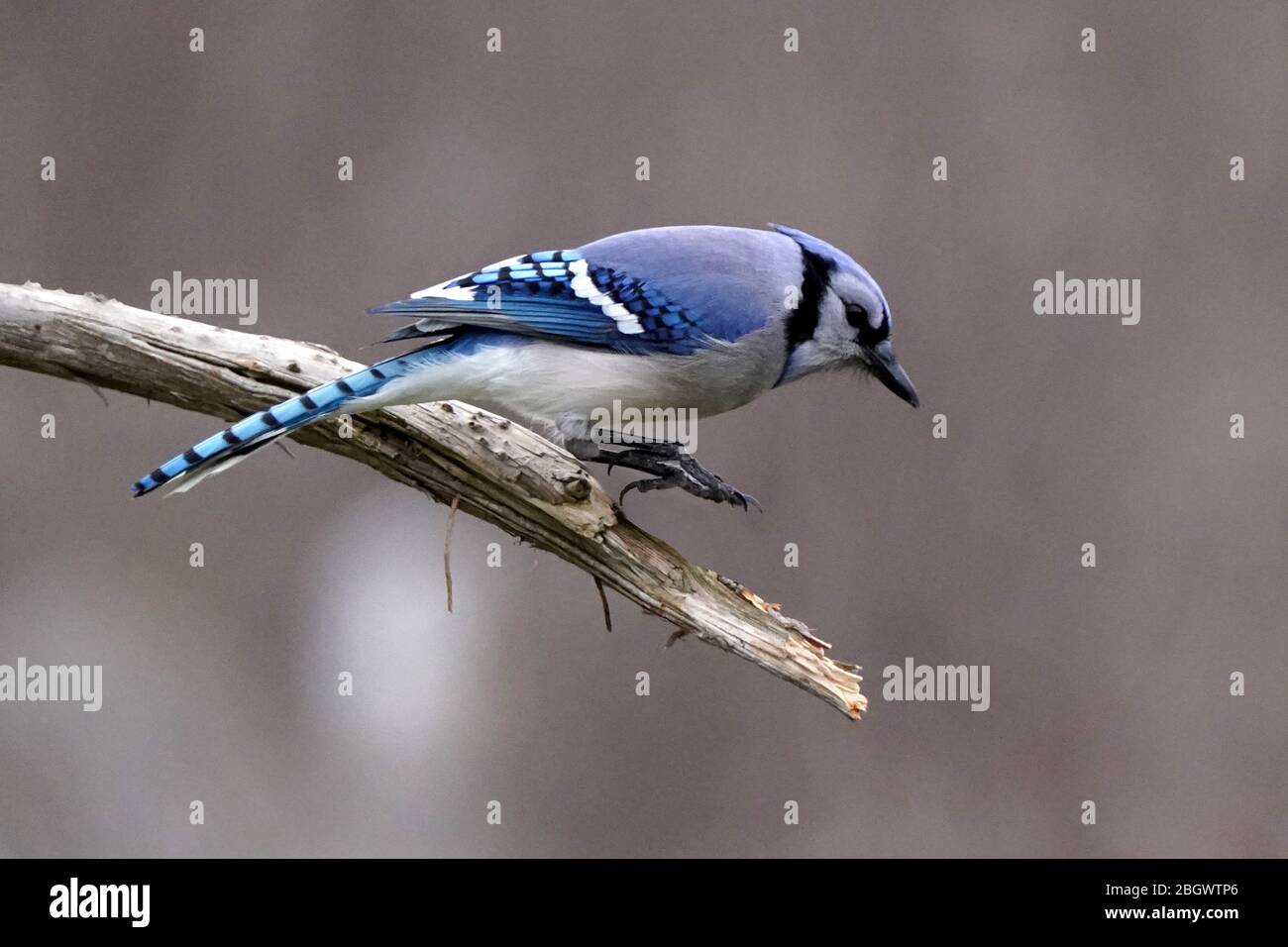 Blue Jays hopping off sideways branch Stock Photo - Alamy