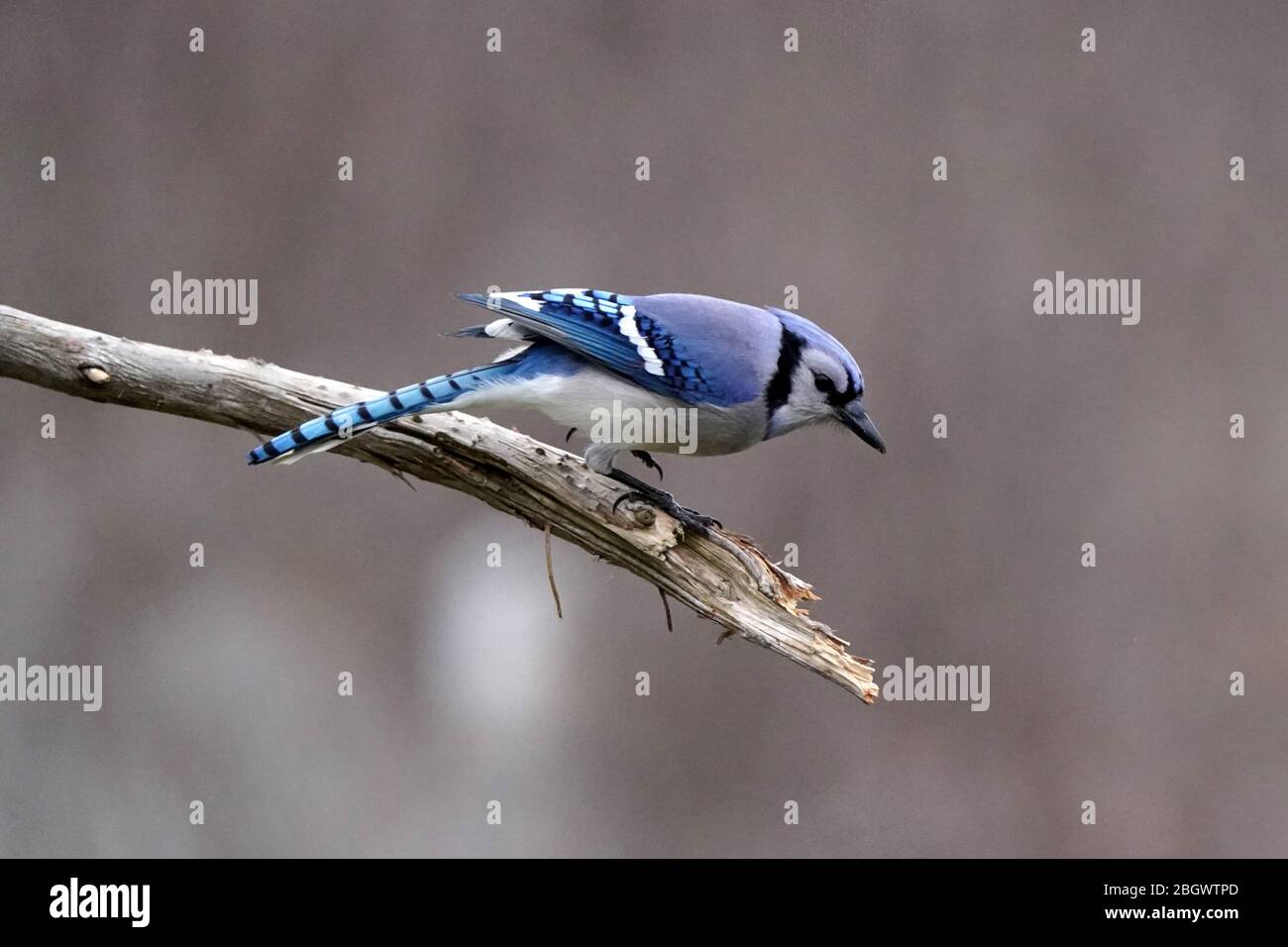 Blue Jays hopping off sideways branch Stock Photo - Alamy