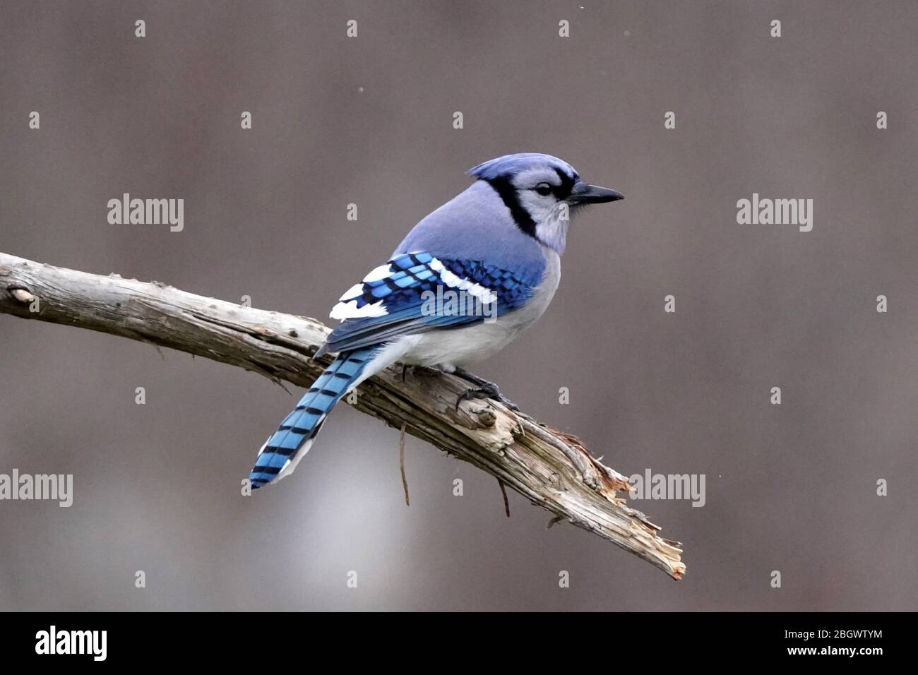 Blue Jay closeup in flight with beautiful colours Stock Photo - Alamy