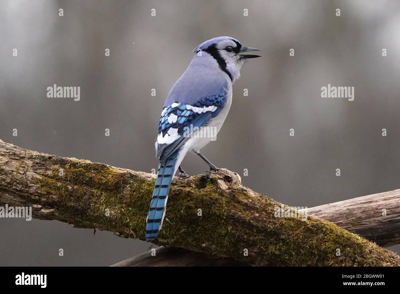 Blue Jay closeup in flight with beautiful colours Stock Photo - Alamy