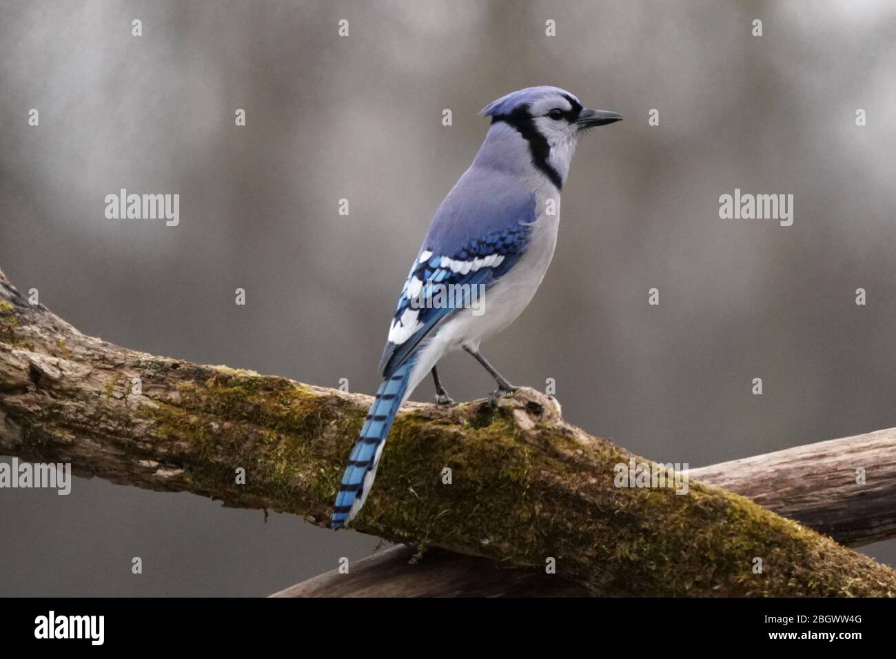 Blue Jay closeup in flight with beautiful colours Stock Photo - Alamy