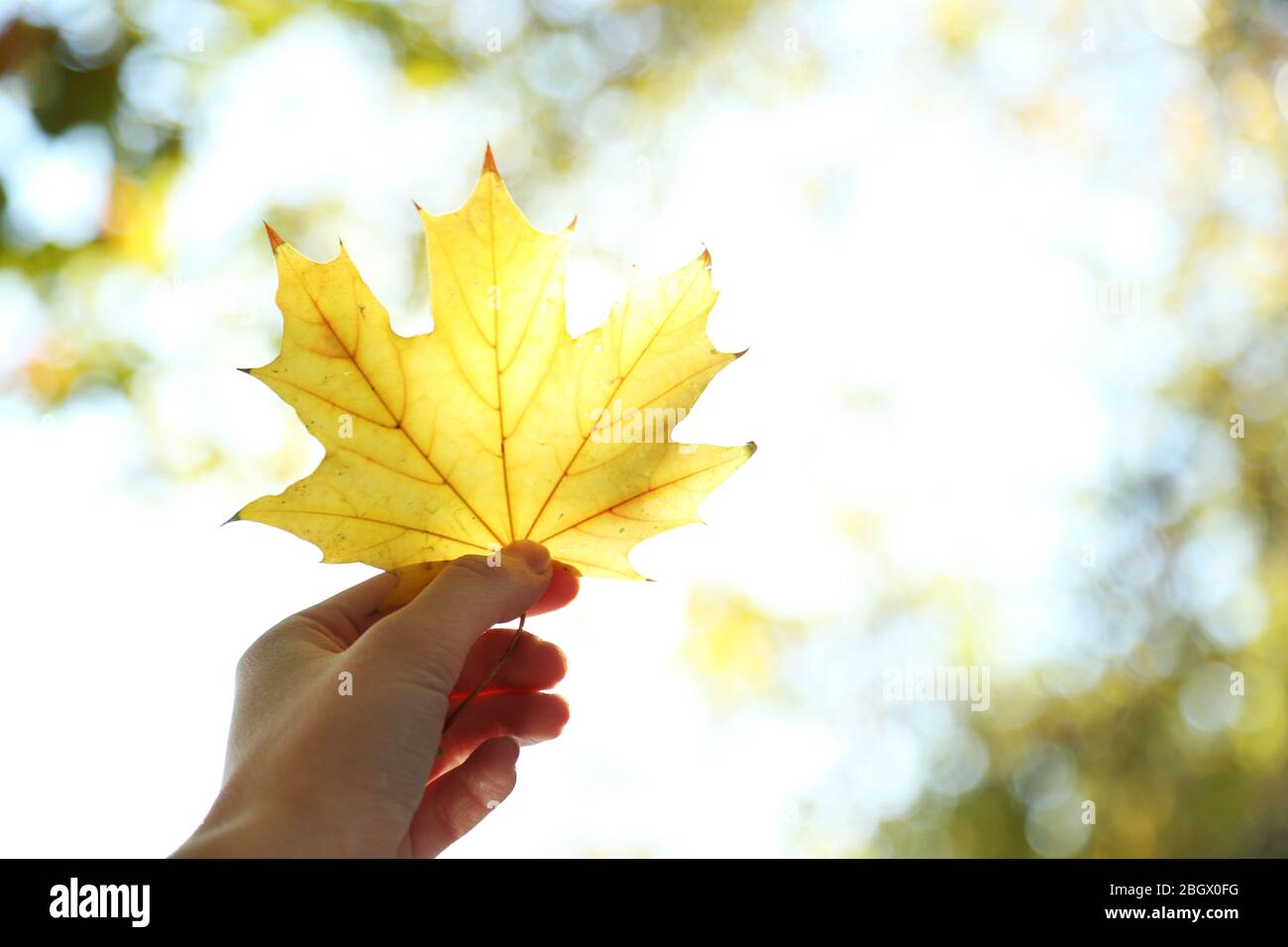 Hand holding autumnal maple leaf with sunlight Stock Photo - Alamy