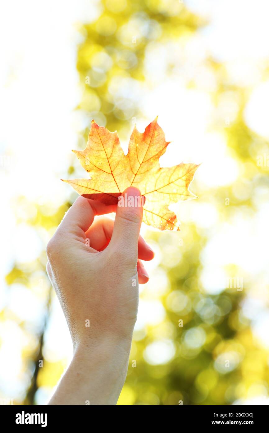 Hand holding autumnal maple leaf with sunlight Stock Photo - Alamy