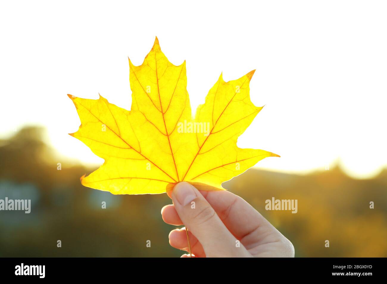 Hand holding yellow maple hi-res stock photography and images - Alamy