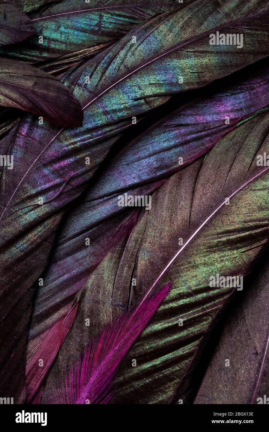 Bird texture hi-res stock photography and images - Alamy