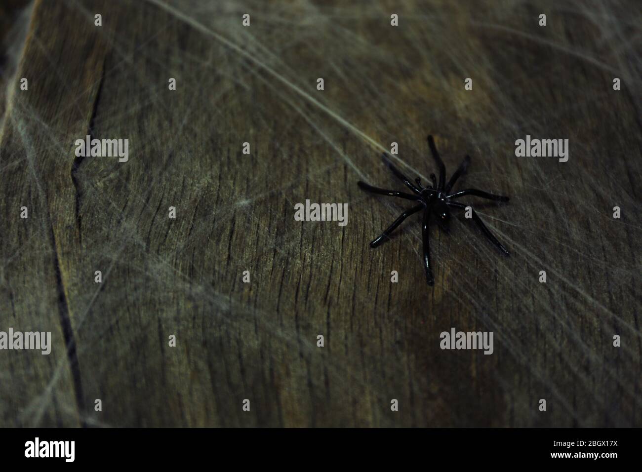 Real spooky spiders web hi-res stock photography and images - Alamy