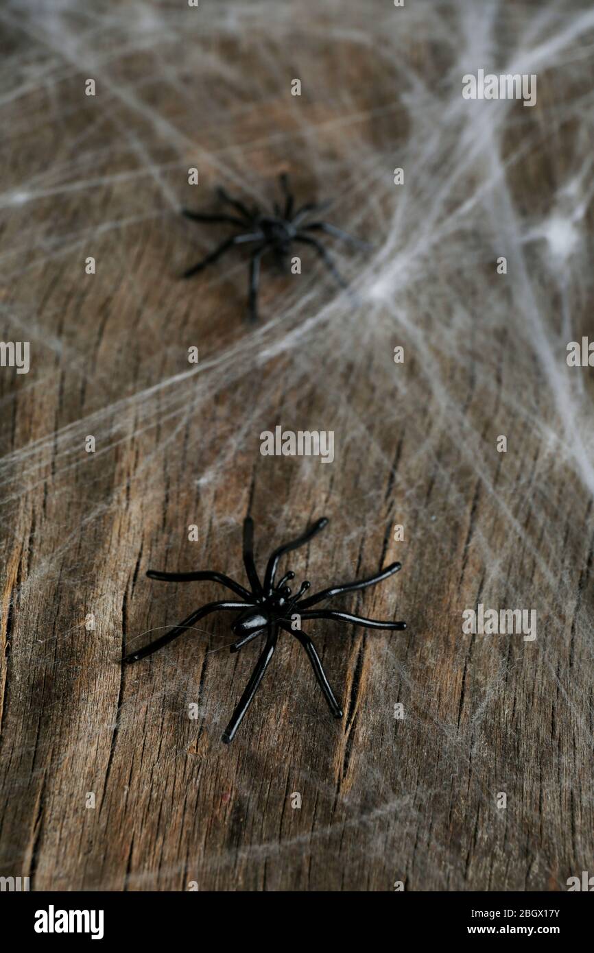 Real spiders hi-res stock photography and images - Alamy