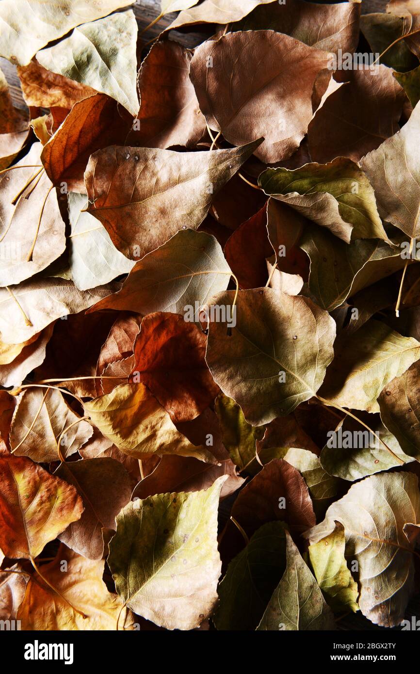 Background made of dry autumn leaves Stock Photo - Alamy