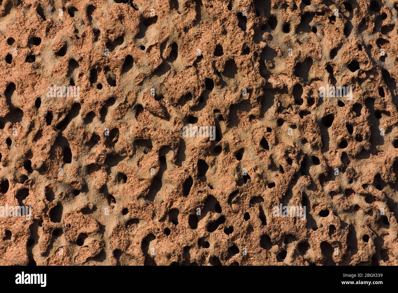 Ant colony tunnels hi-res stock photography and images - Alamy